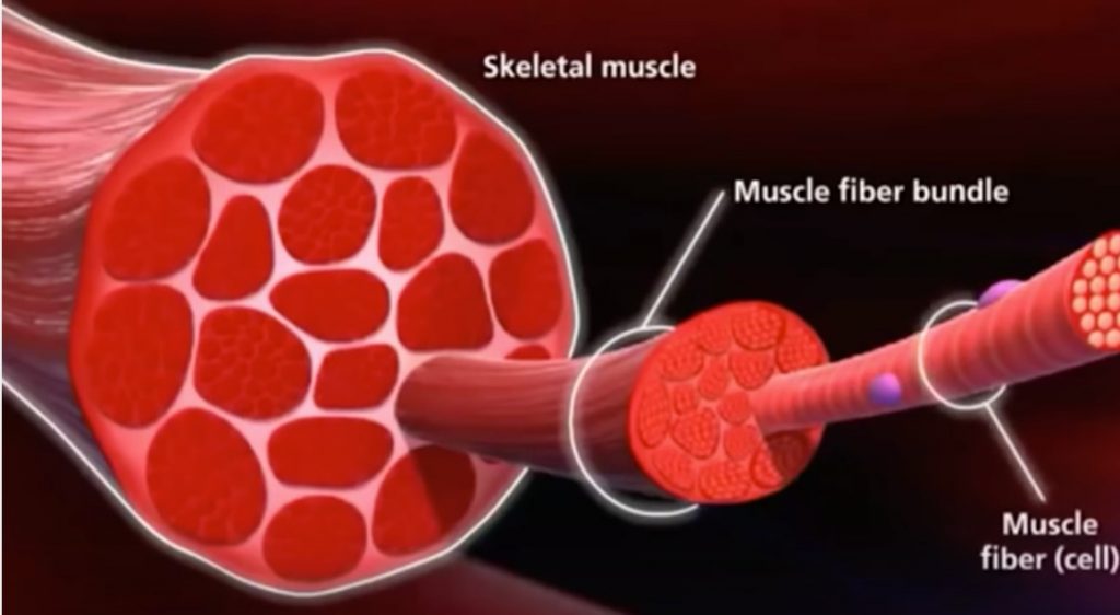 How Your Muscle Fibers Work - Vertex Fitness Personal Trining studio