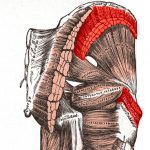 Muscle and Function: The Gluteus Medius Muscle - Vertex Fit