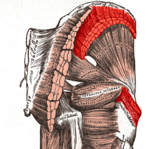 Muscle and Function: The Gluteus Medius Muscle - Vertex Fit