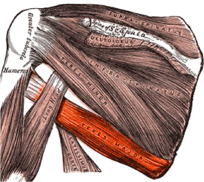 Muscle and Function: Teres Major - Vertex Fit
